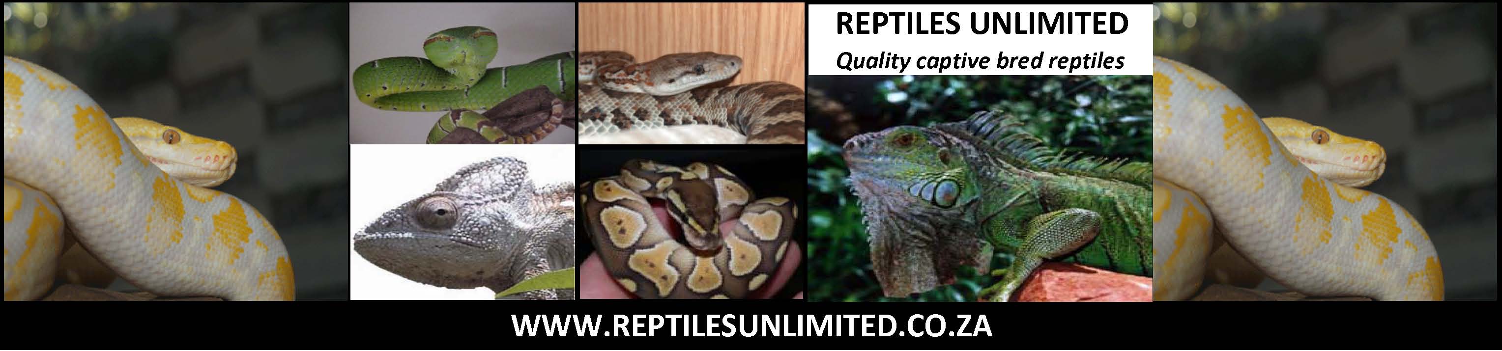 RUL header 2 | REPTILES UNLIMITED